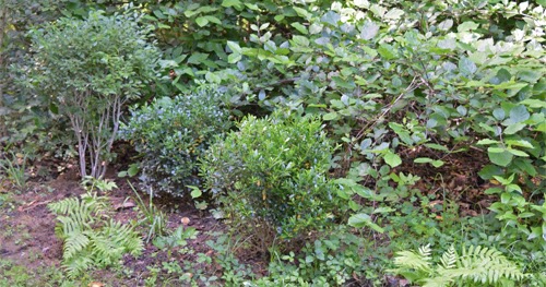 Native Plants with Adams Garden: Inkberry berries