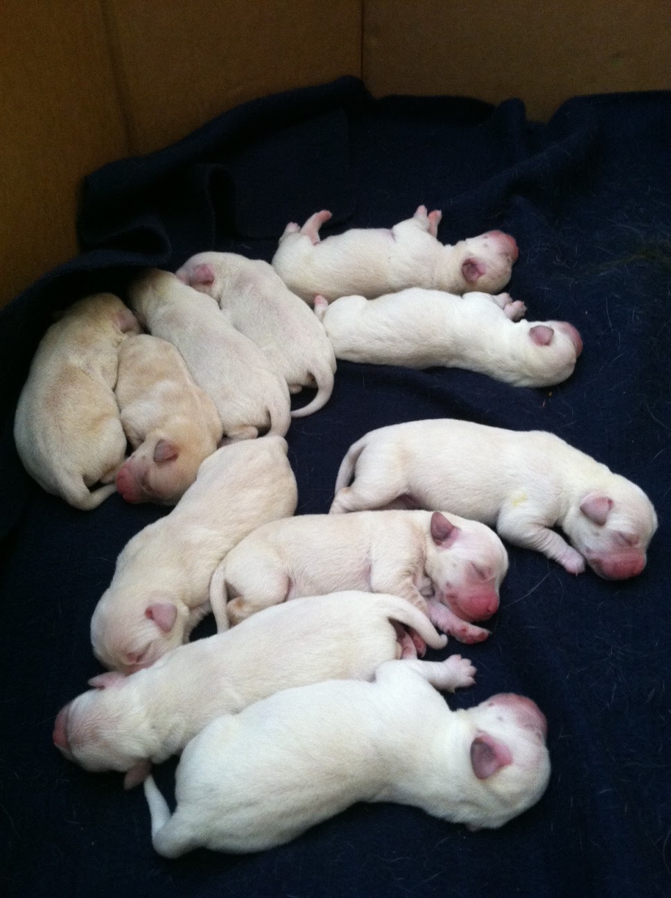 WHITE ENGLISH LABRADOR PUPPIES FOR SALE