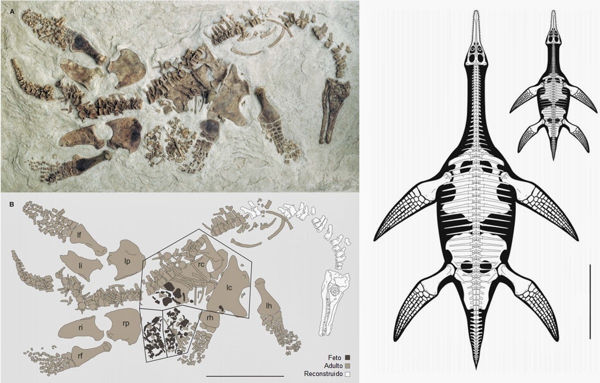 Palaeos, la historia de la Vida en la Tierra: noviembre 2013