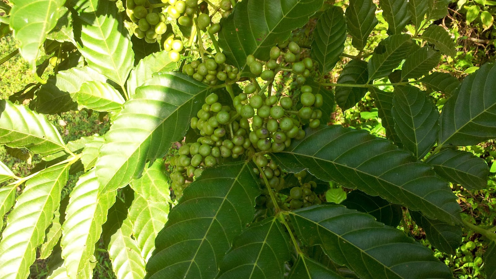 ගුරුල්ල / බුරුල්ල - Gurulla / Burulla - Bandicoot berry - Leea indica