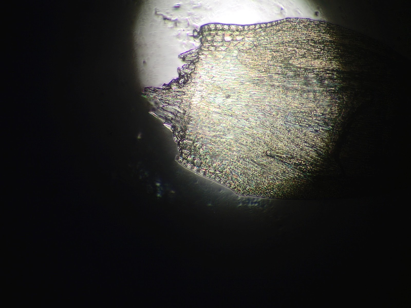 Non-vascular Plants: Specimen #8: Entodon seductrix