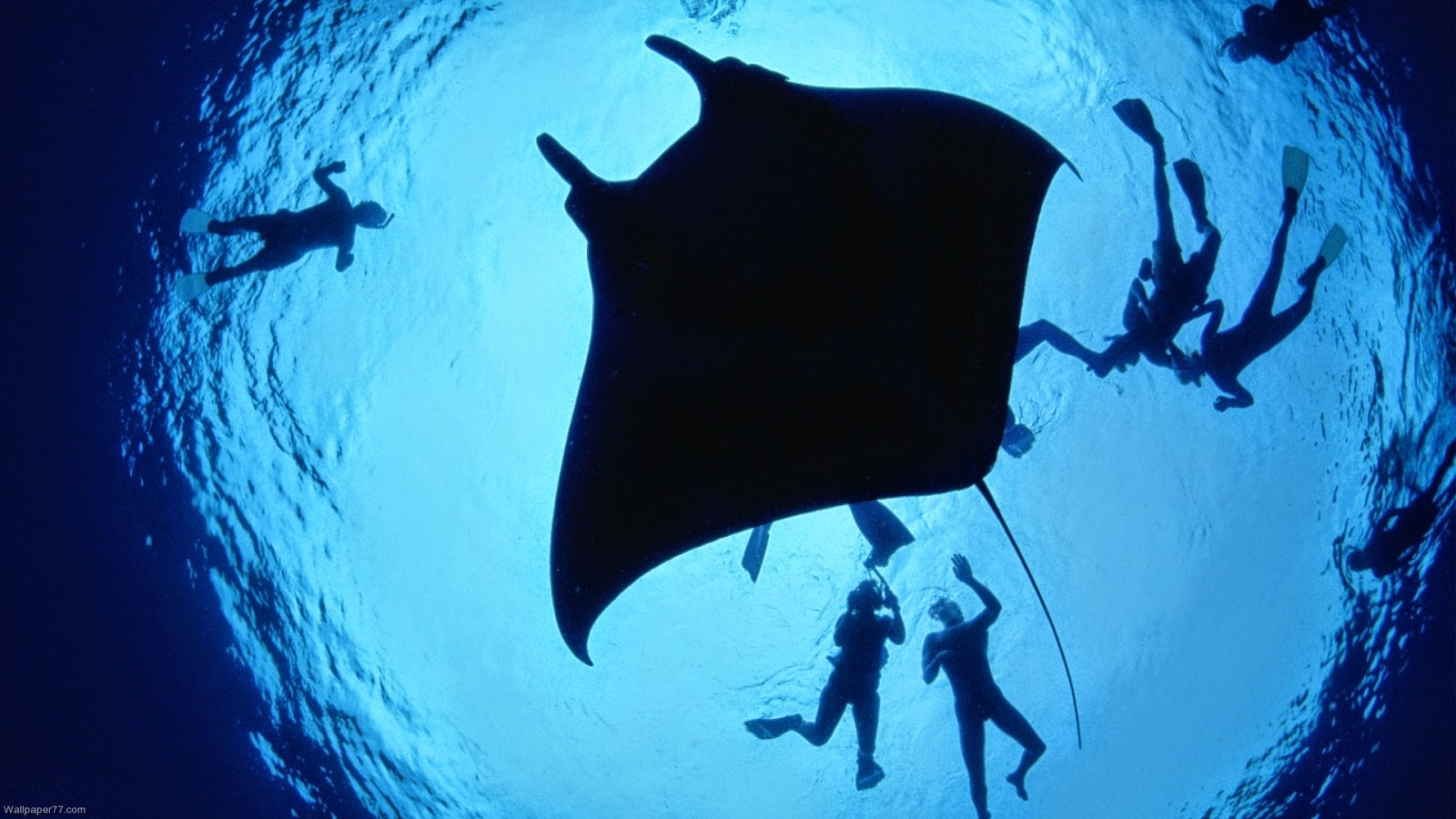 Klasifikasi dan Morfologi Ikan Pari (the Rays) - GO-PERIKANAN