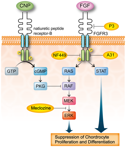 Fgfr3 Structure