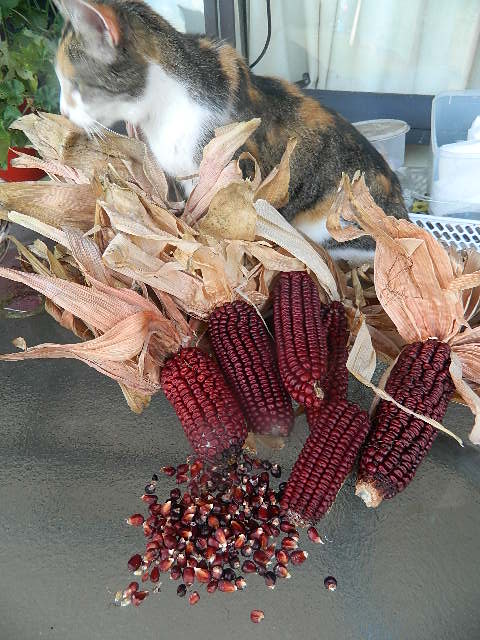 Our slice of heaven: Seed saving ... Red Aztec Corn