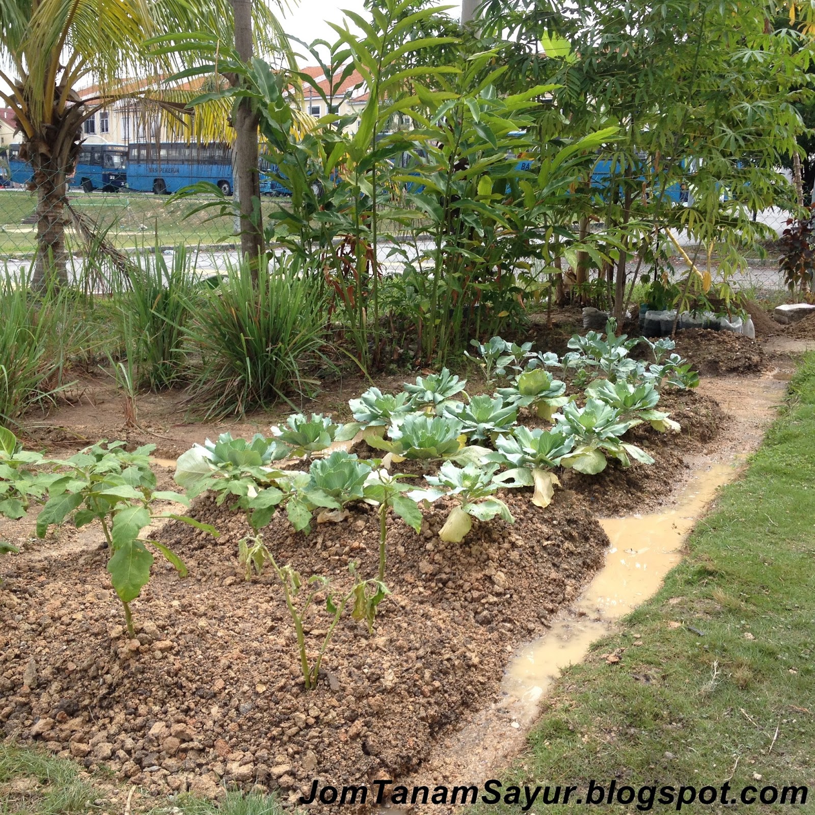 Jom Tanam Sayur ( JTS ) : Jom Tanam Sayur - Kebun Tepi Rumah ( KTR ...