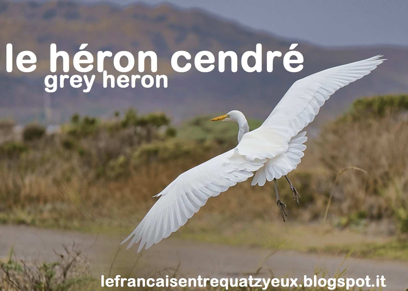 Vocabulaire autour des oiseaux (tous les niveaux) | Le français entre ...