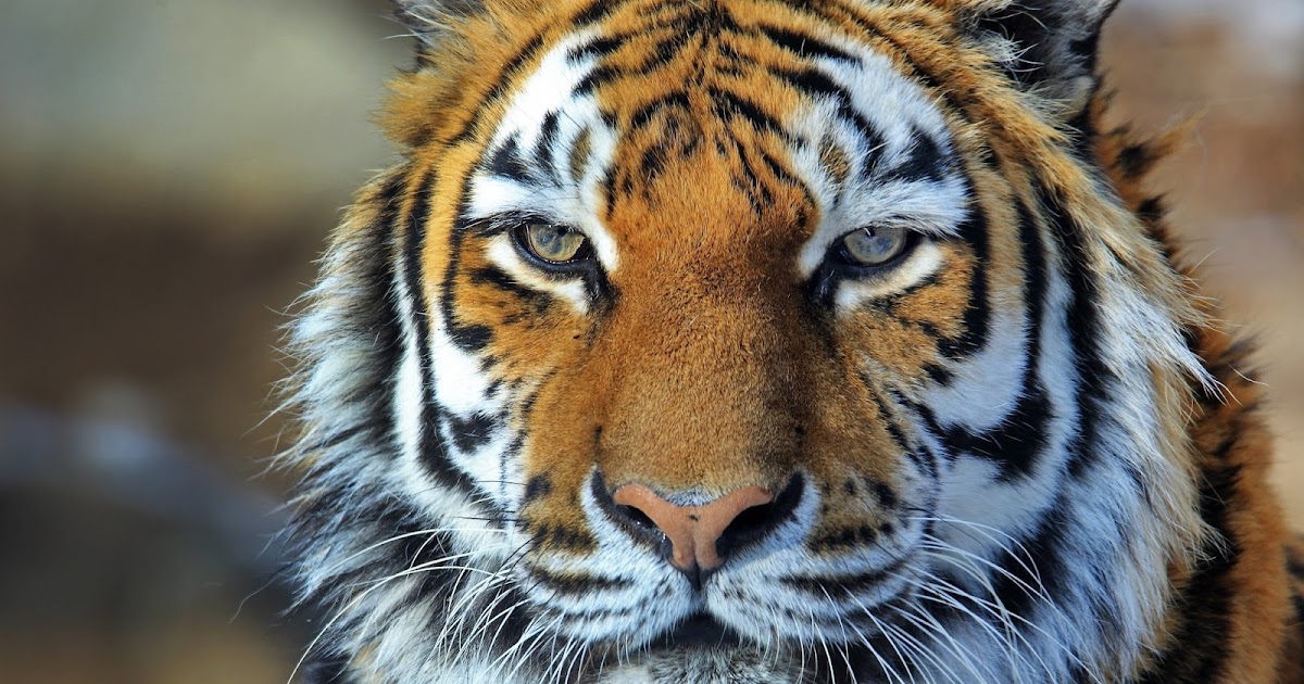 De la vida misma : El tigre