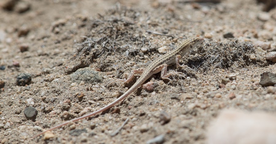 Birds of Saudi Arabia: Snake-tailed Fringe-toed Lizard