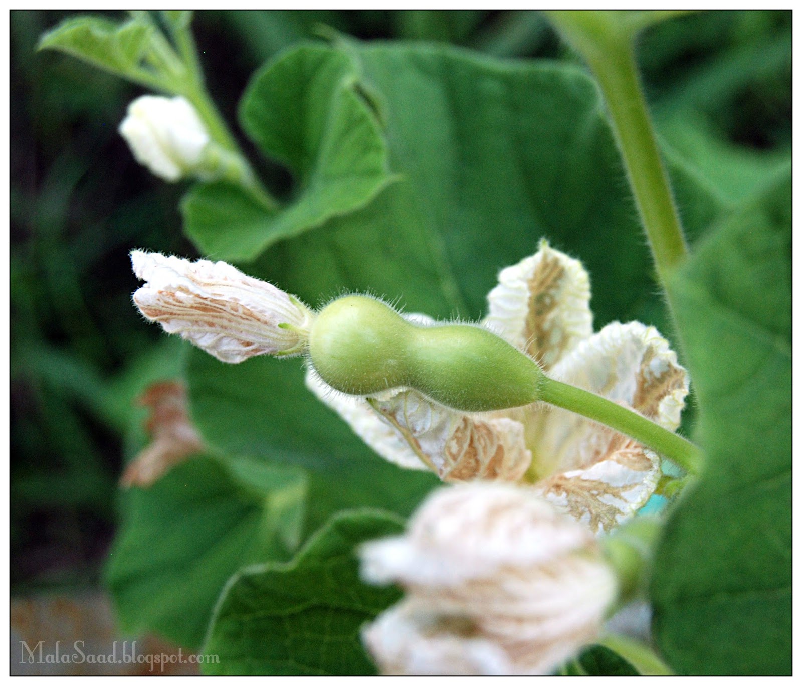 My Green Eye's: Labu Air