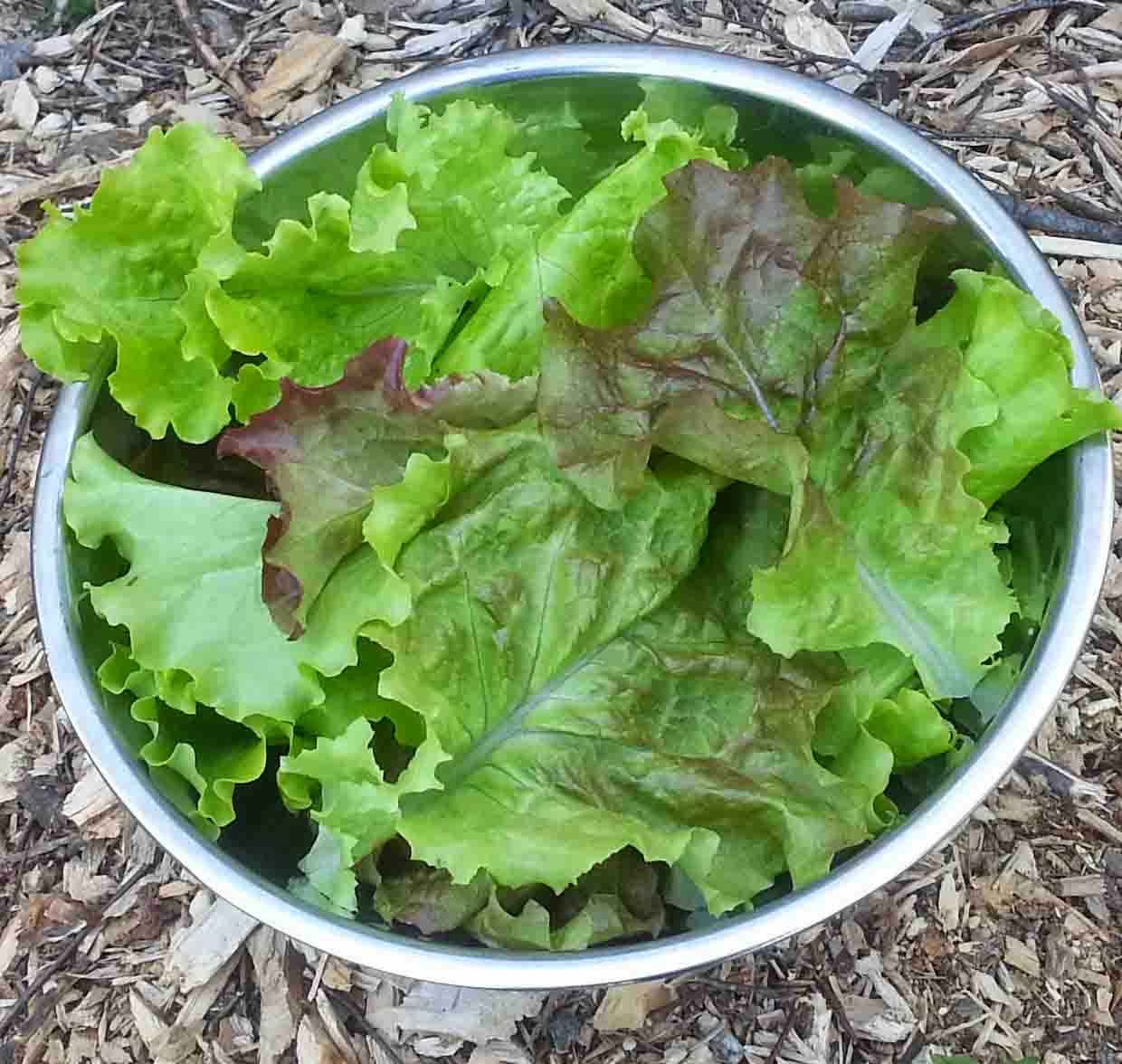 The Gardening Me: Harvest Monday - June 2, 2014