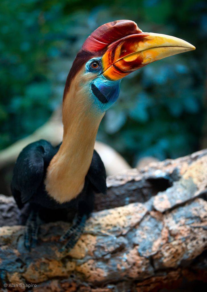 Amazing World & Fun: Beautiful Colorful Birds - Nature