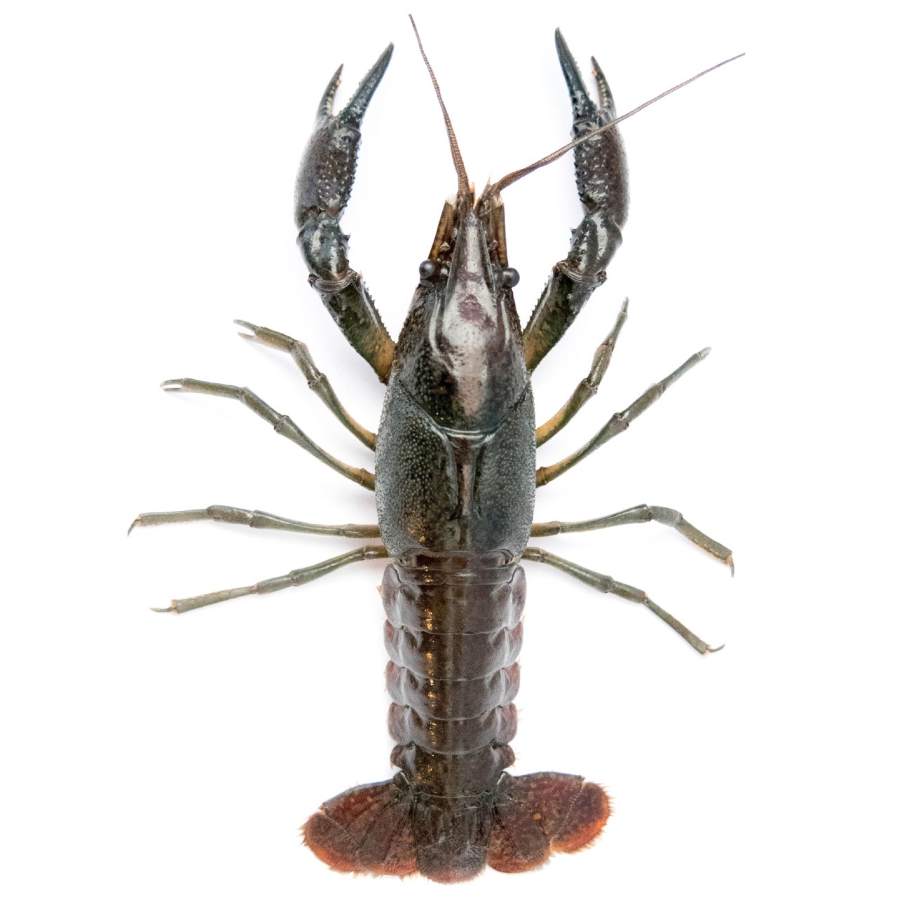 Species New to Science: [Crustacea • 2017] Procambarus virginalis • The ...