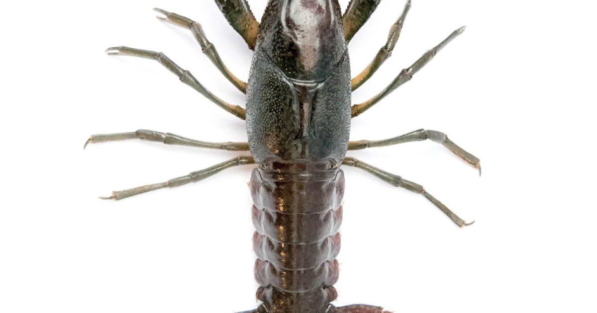 Species New to Science: [Crustacea • 2017] Procambarus virginalis • The ...