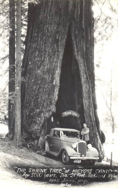 POSTCARDY: the postcard explorer: California Drive-Thru Trees