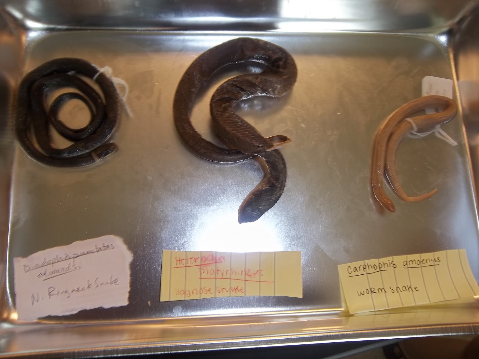 Biology of the Reptilia: Lab 6: Serpentes & Ophidia (Dan Paluh and Sean ...