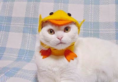Funny Cats With Hats | Interesting Facts & Latest Pictures | Funny And ...