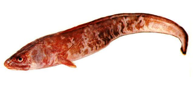 Positive Eating Positive Living: Kingklip fish du Cap, Afrique du Sud