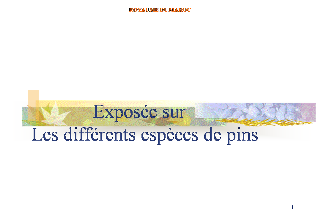 Forestiers du Maroc: Différents espèces de pins