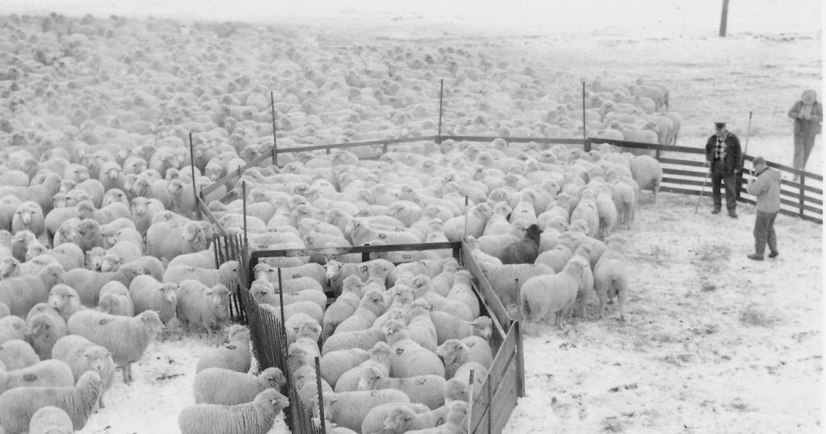 Big Bend Railroad History: Loading Sheep At Air Base Spur