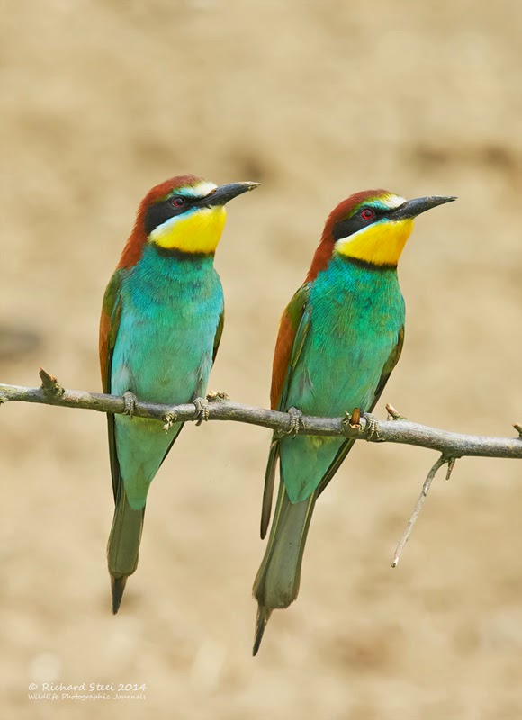 Wildlife Photographic Journals: Romania and the Last Frontier - Day 8 ...