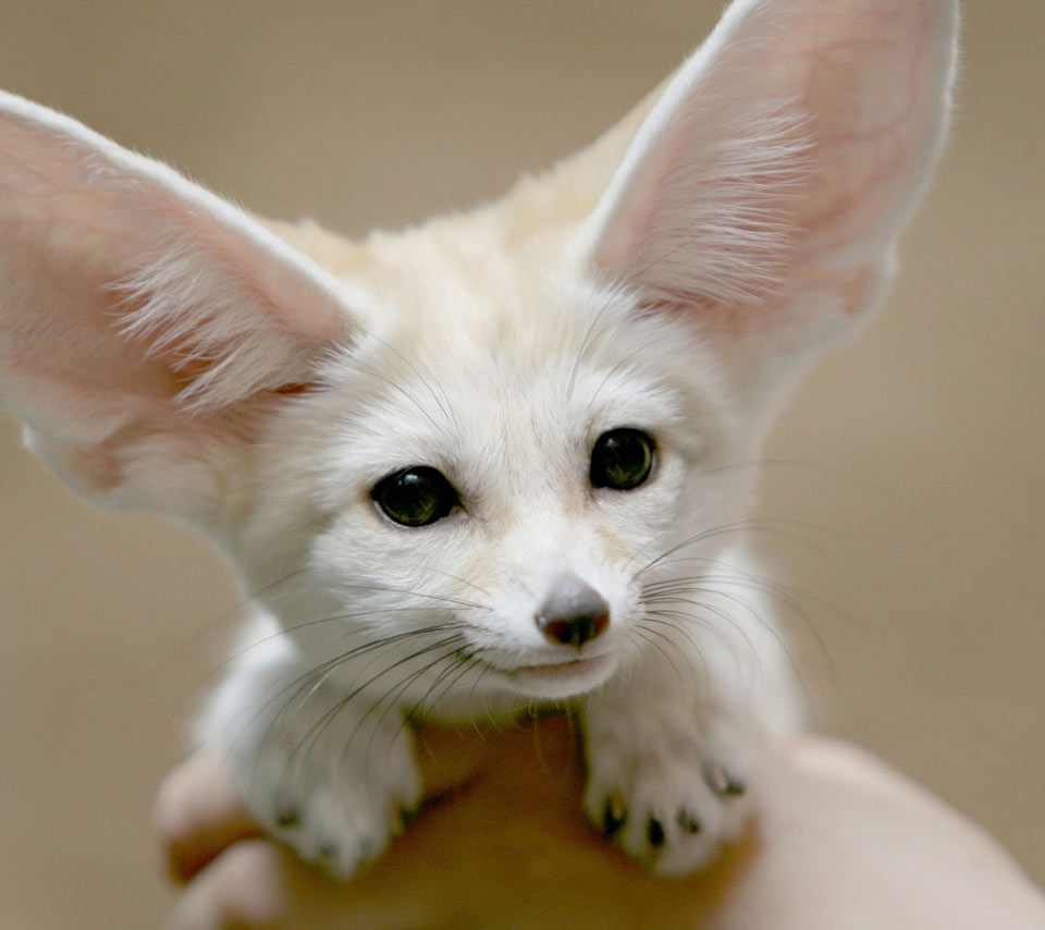 Pesona Dunia: Musang Gurun