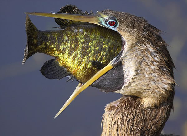 Foto curiosa : Solo Curiosidades