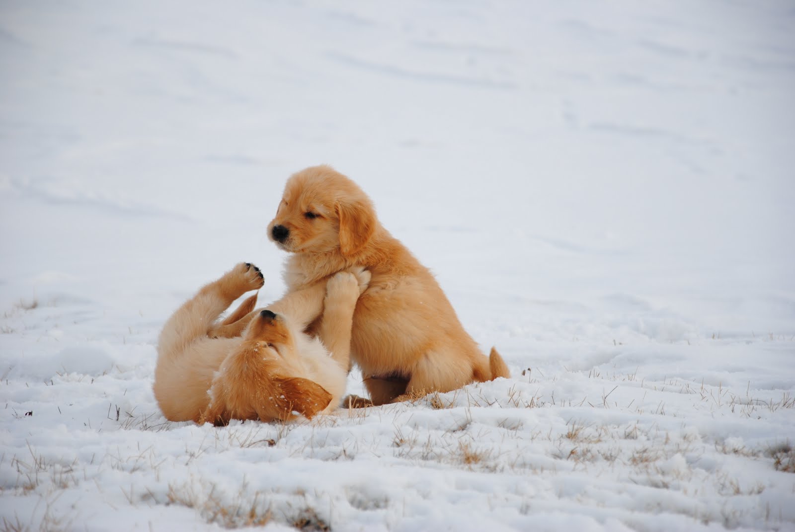 Training with the Big Dogs - Tidewater Golden Retrievers