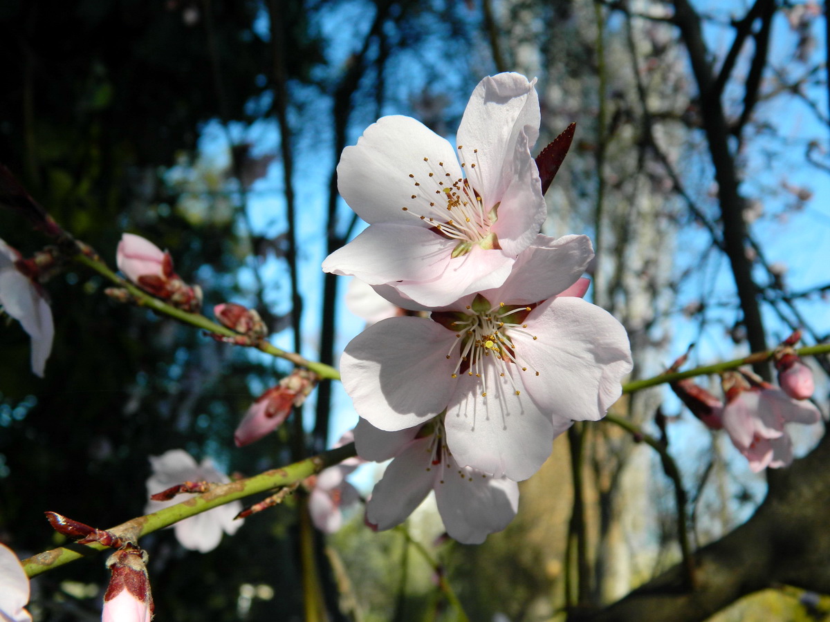 LA MULTI ANI, ROMANIA!: Migdal inflorit
