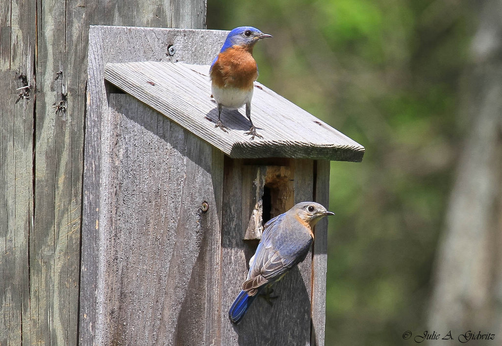 Birding Is Fun!: Summer Bird Parenting
