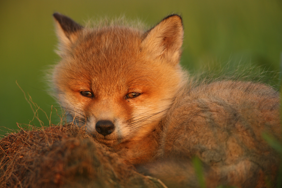 Szepty natury: Tam gdzie lis mówi dobranoc