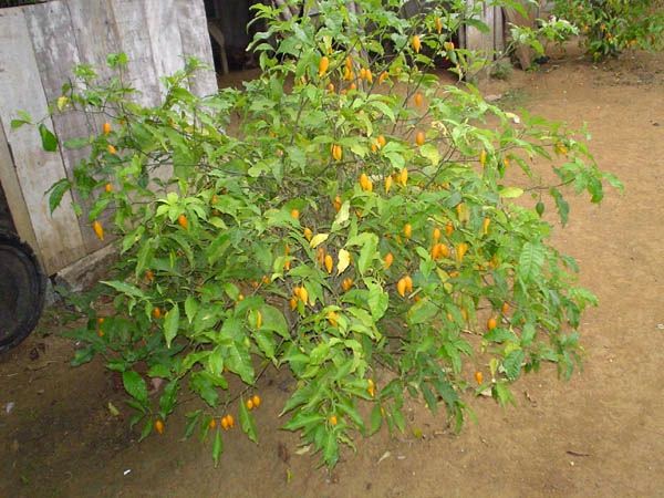 Reforestation and the Medicinal Uses of Trees -Liliana Usvat Research ...