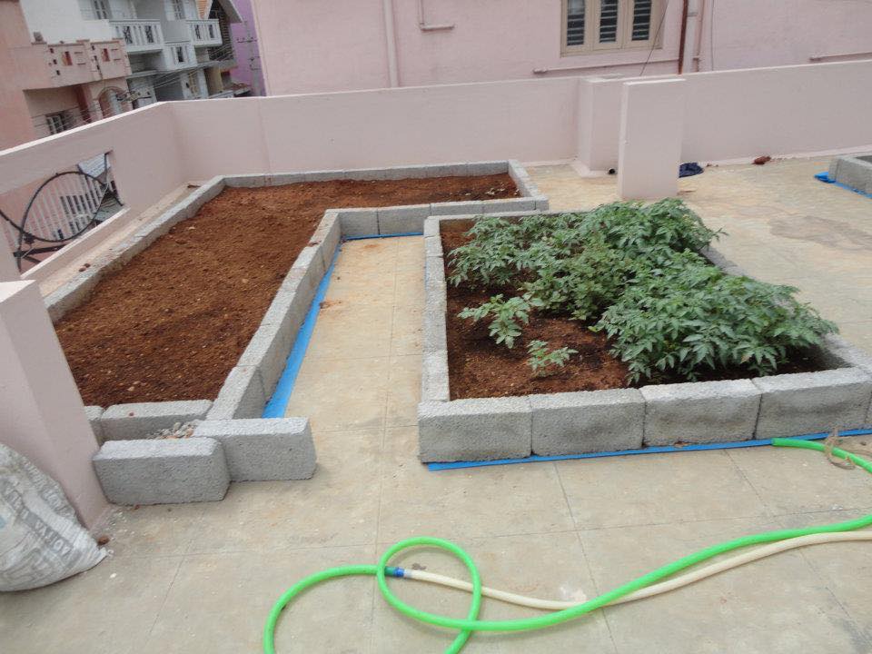 Sáng tạo xanh: Kỹ thuật cách trồng rau sạch tại nhà siêu dễ nhớ