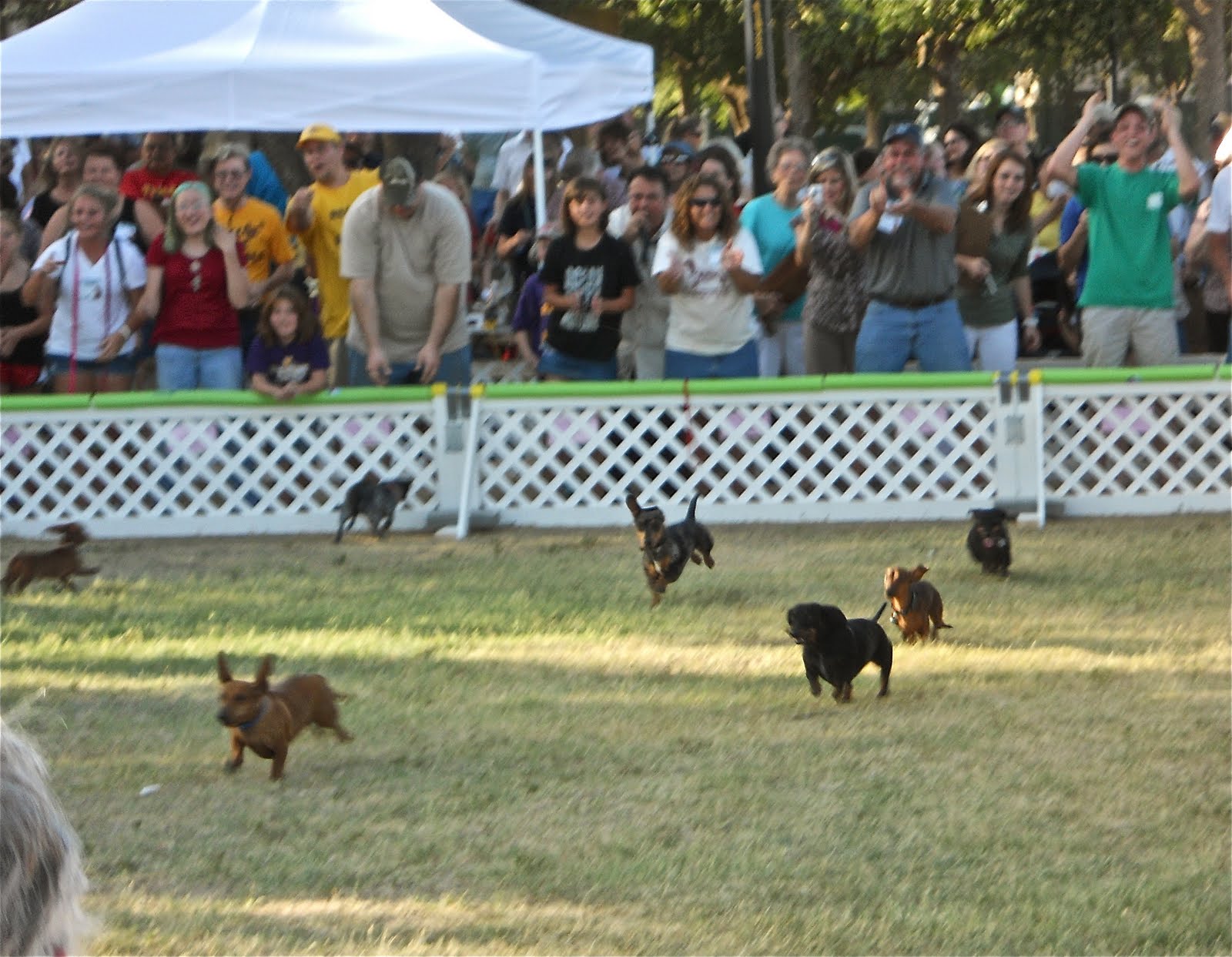 Lillys Lace: Weiner Dog Races!