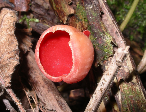 Mengidentifikasi Struktur Dan Ciri-Ciri Dari Filum Ascomycota ...