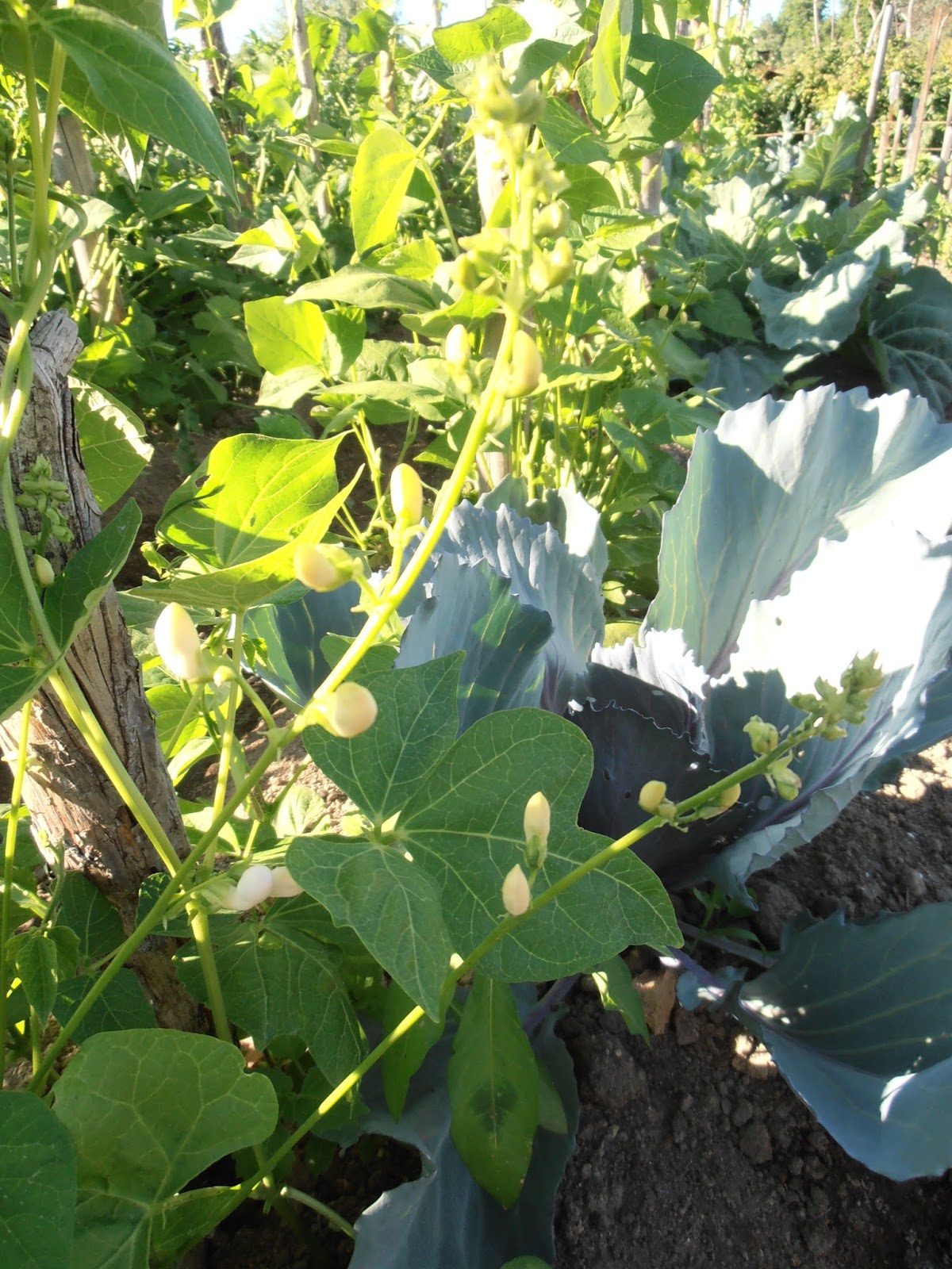 El Judión de La Granja: Planta del judión y floración