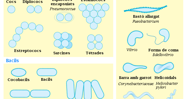 La biotecnologia que ens envolta: BACTERIS I ARQUEGES