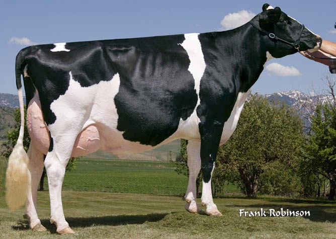 Dairy Farming: Holstein Friesian Cow Pictures