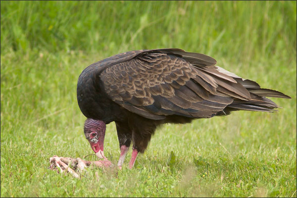 New World Vulture - Best Beauty Animal