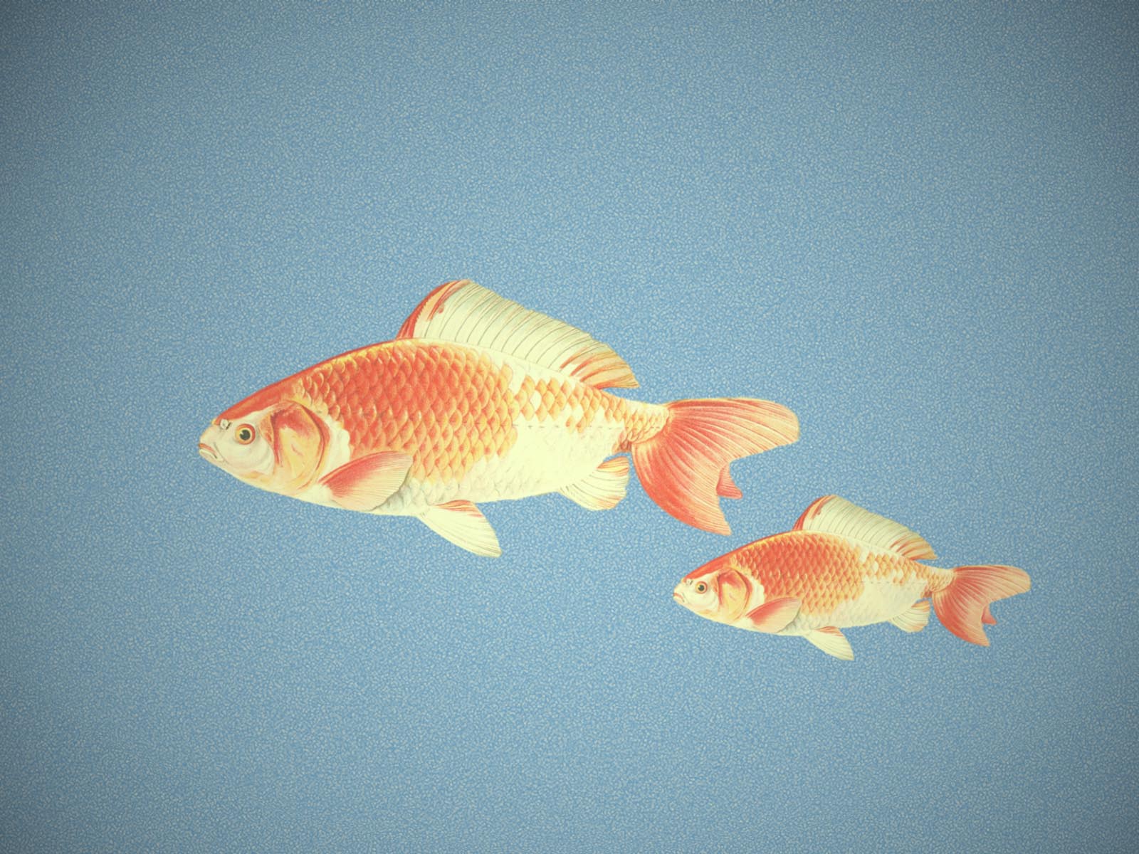 生き物イラスト図鑑 &フリー素材 Free Biological images: ワキン - WAKIN (Goldfish)