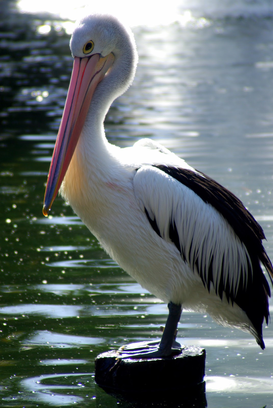 Perth Daily Photo : A strange bird.....