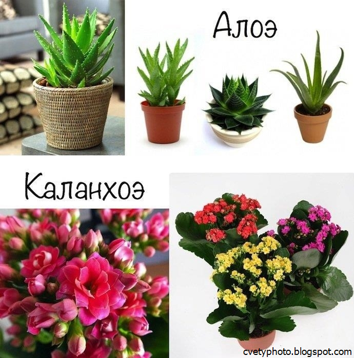 Неприхотливые Комнатные Цветы Цветущие Фото И Название