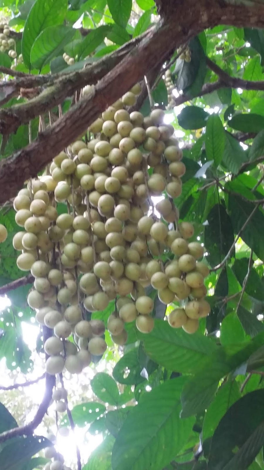 Warisan Petani: Buah Rambai.