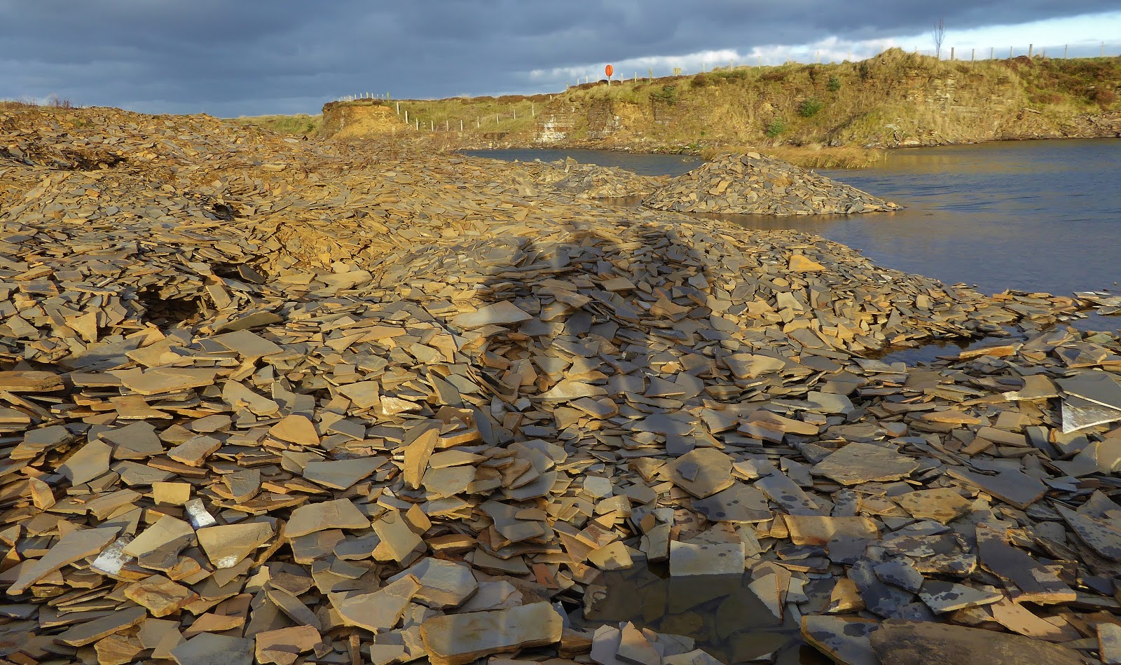 Big Gorse Bush: Fossil Hunting at Achanarras Quarry, Caithness