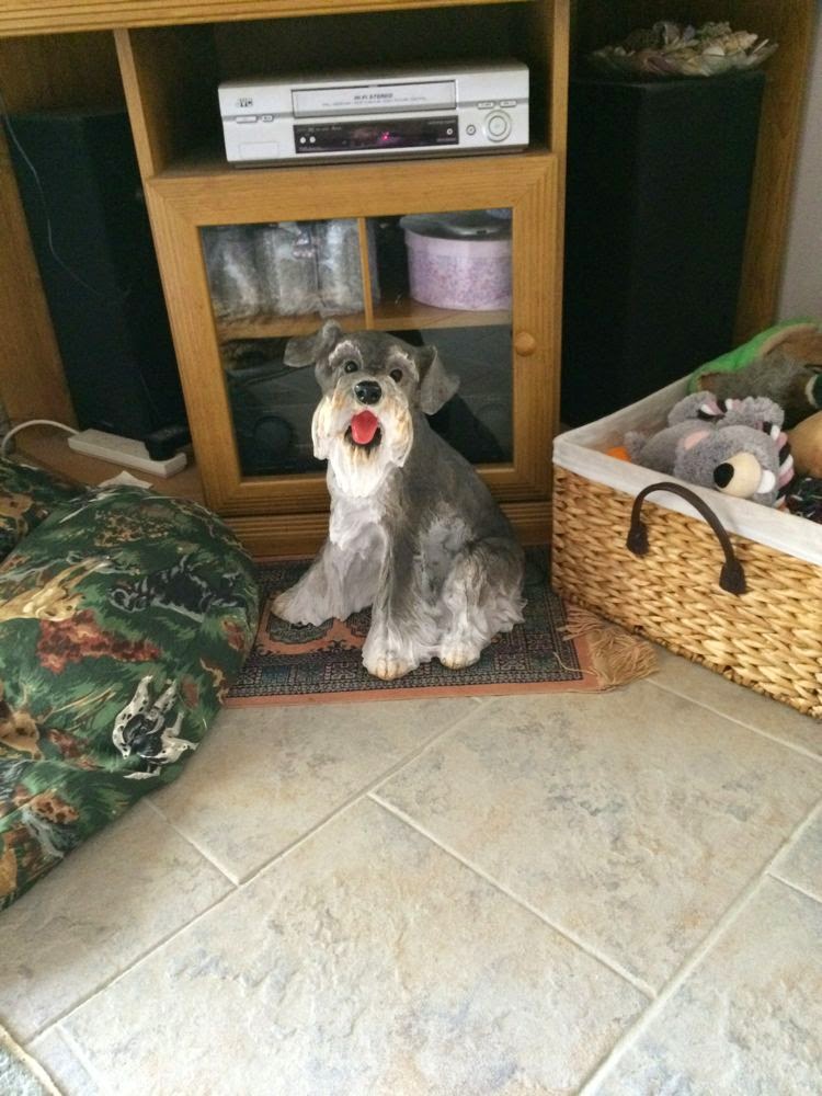 Rubie a Miniature Schnauzer: A Traumatic Friday ..... in amongst a FUN ...