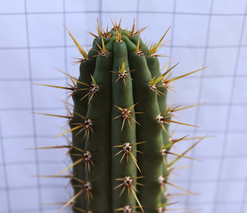 San Pedro Cactuses: Trichocereus peruvianus (cuzcoensis?) JS05