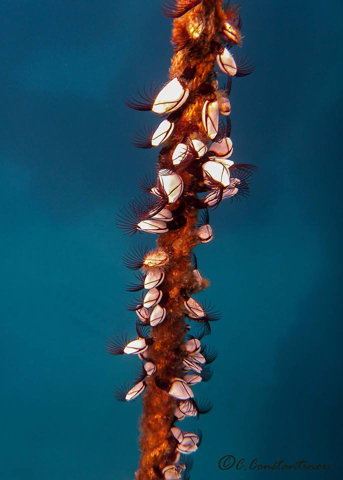 Biodiversity of Cyprus by NGO Protection of the Natural Heritage and ...