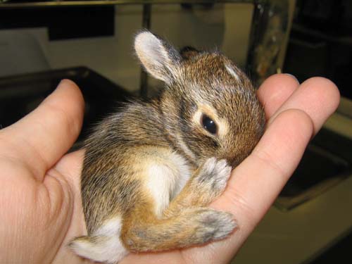 20 Cute bunny pictures | Amazing Creatures