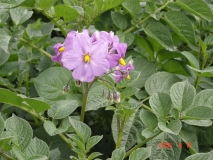 Comercializadora REMA ltda: Información R-12 Negra