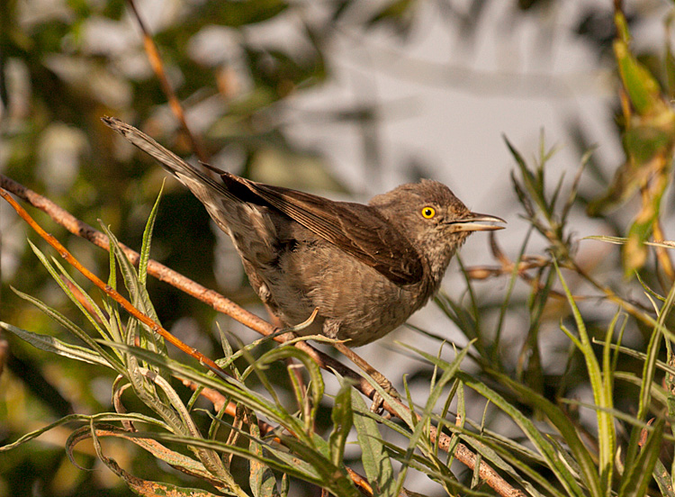 Graham Clarke's Blog: Birding in Latvia - Part 5