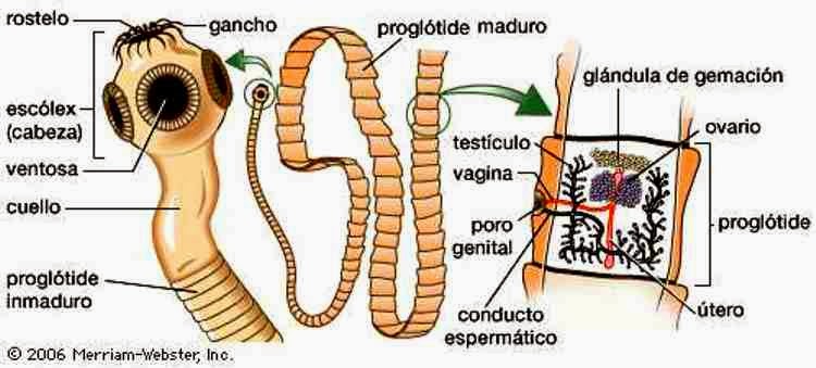 Grandes Parasitos: Caracteristicas de la Taenia solium